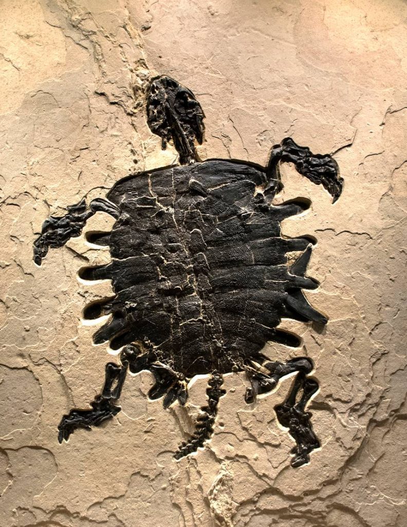 Ancient Treasures: Fossils from The Eocene Exhibition - Pietra ...