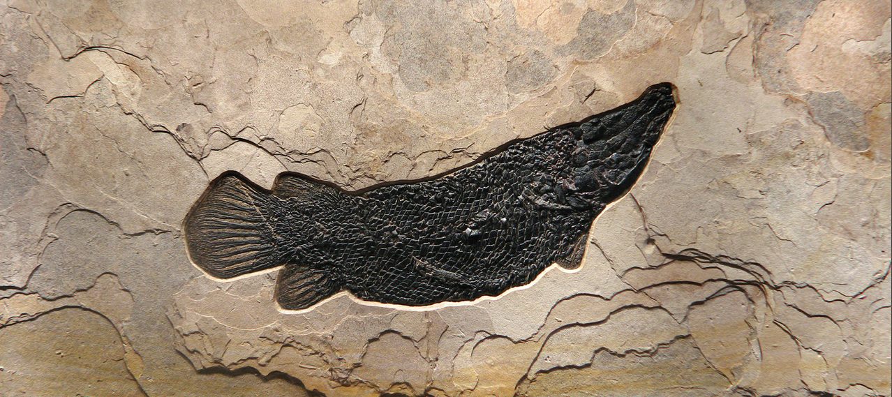 Ancient Treasures: Fossils from The Eocene Exhibition - Pietra ...